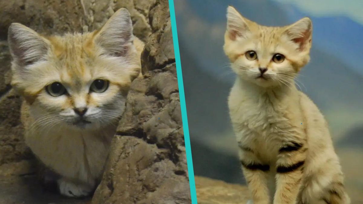 Gato de las arenas; el gato que siempre es confundido con un pequeño zorro | Patas en Casa